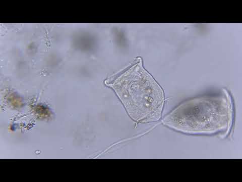 Vorticellid in the last stages of longitudinal binary fission