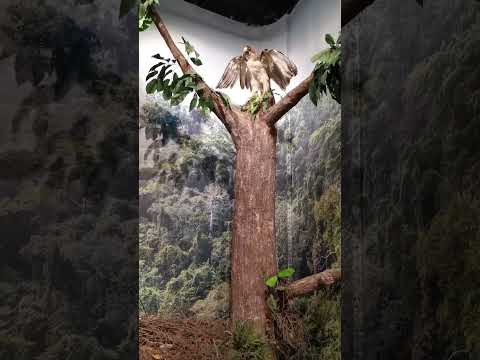 A Tour in the National Museum of the Philippines