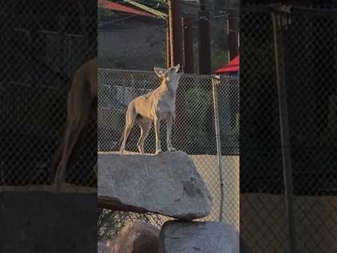 Coyotes Howling