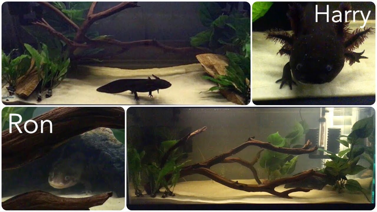 Meet My Axolotls + Axolotl Tanks Tours!
