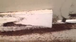 3 Best Pest Control in Vancouver, BC - Expert Recommendations