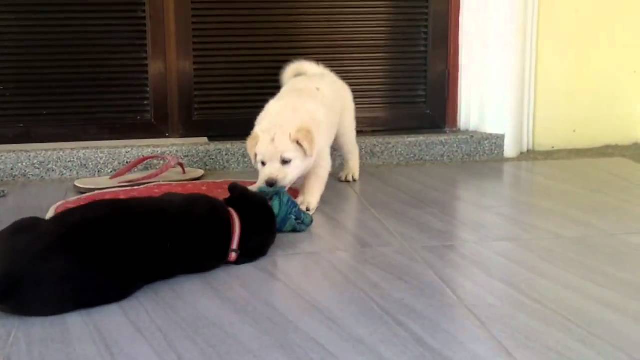 Rottweiler attack alaskan malamute!!!