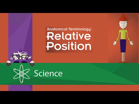 Anatomical Terminology: Relative Position
