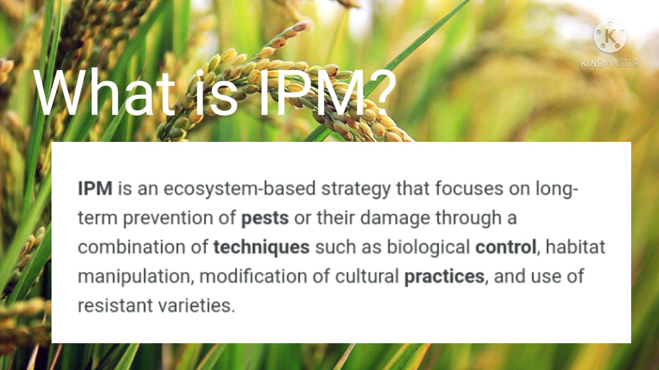 IPM in Rice|Sample Report