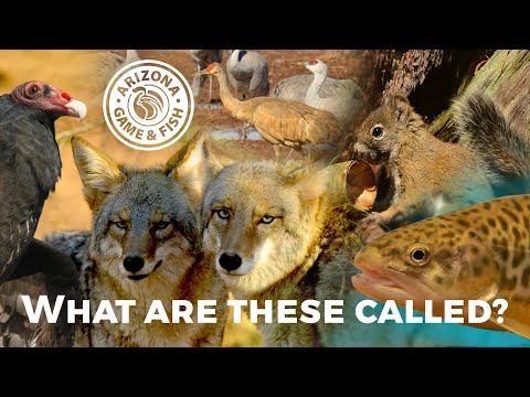 Did you know? Animal Groups