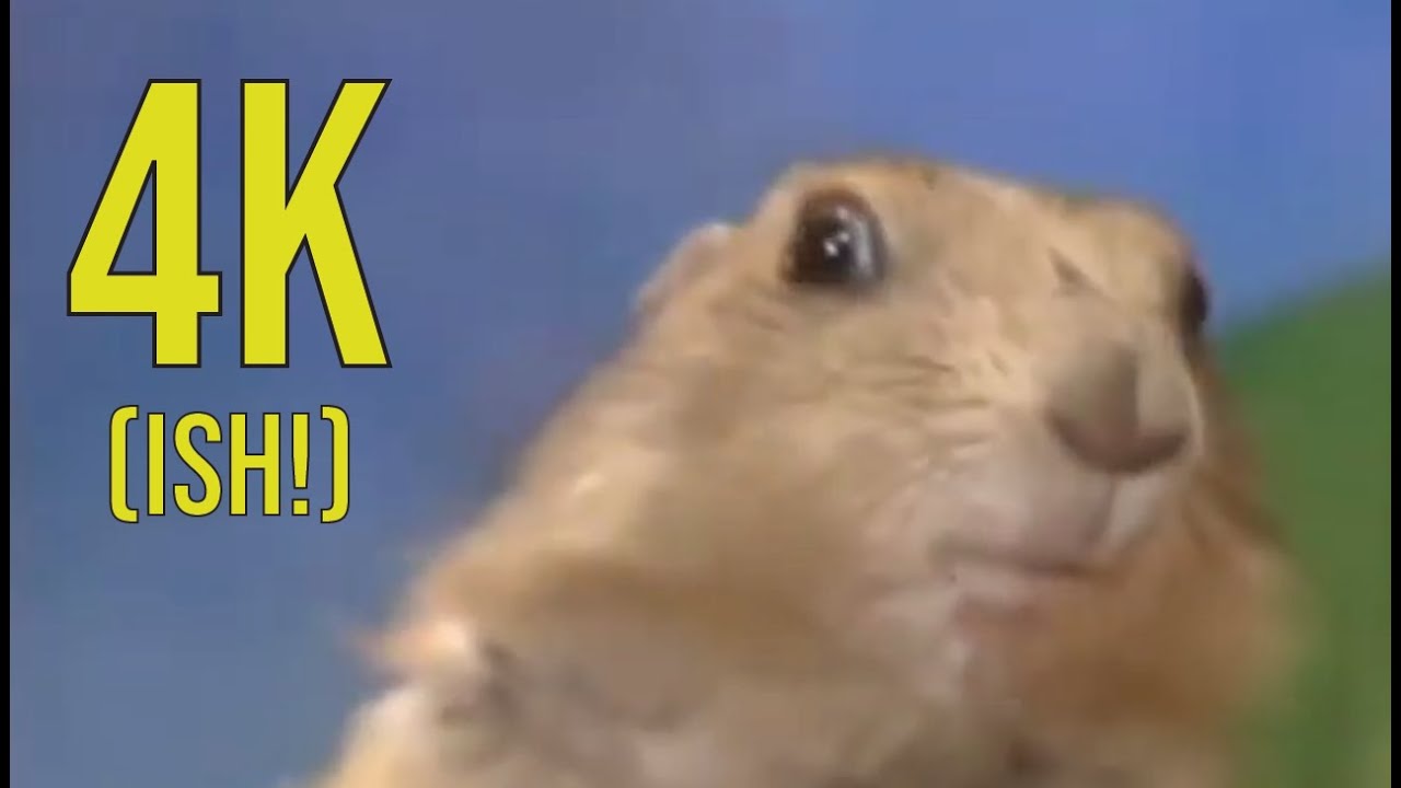 Dramatic Chipmunk 4K