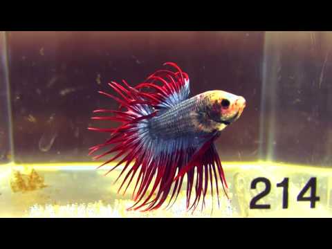 The International Betta Congress Competition magnificent fighting fish on show