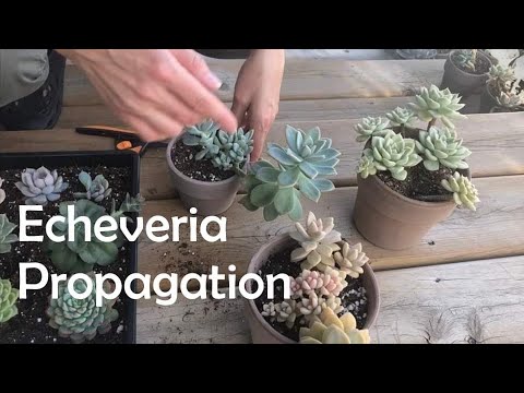 Echeveria Propagation, How to Propagate Tips and Plants for Sale