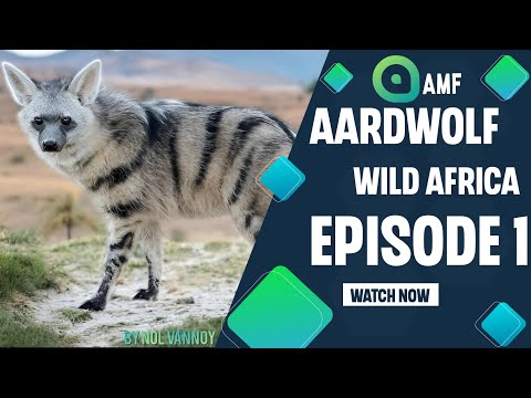 Aardwolf Episode 1 About of Wild Africa World Animals Facts
