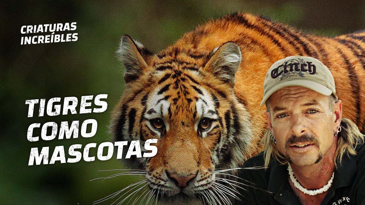 ¿Qué tan peligroso es tener un tigre de mascota?