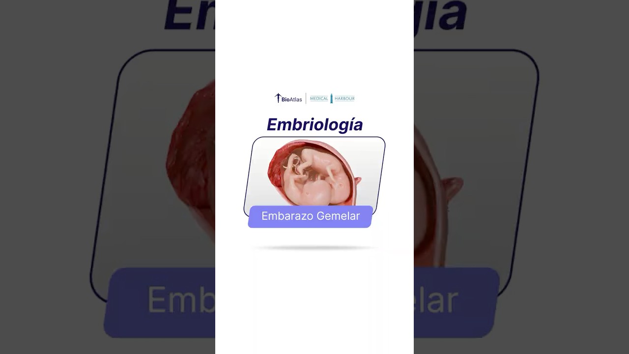 Embarazo Gemelar | Embriología | BioAtlas