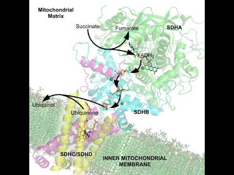 Cofactor (biochemistry) | Wikipedia audio article