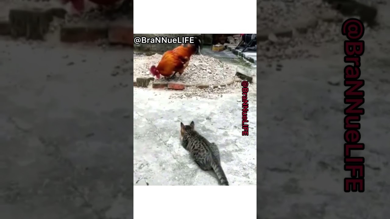 Big Cock and a little P😽$$Y
