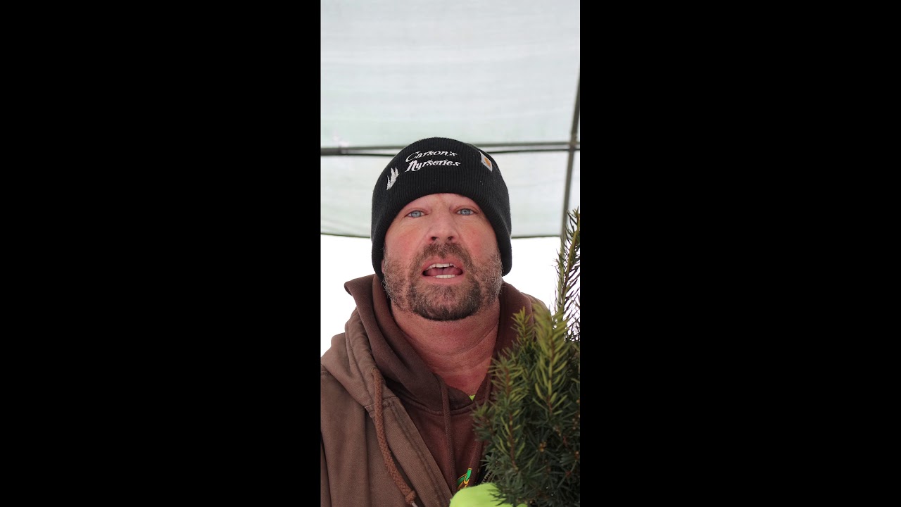 Short Video About Densiformis Yew