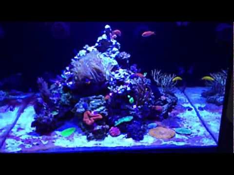 DBarsotti's 100g Cube Reef Tank 3/8/13