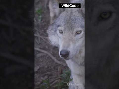 What is a DIRE WOLF ? - Are They Really Bigger Than Modern Wolves? Or is that just HOLLYWOOD?
