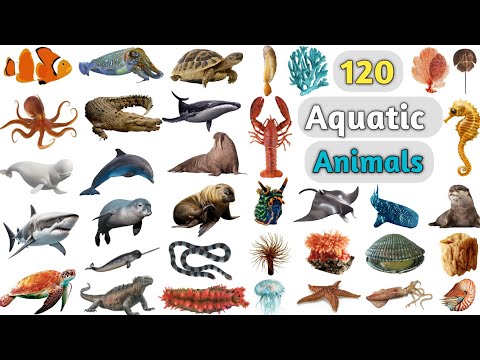 Aquatic Animals Vocabulary ll 120 Aquatic Animals Name in English with Pictures ll Water Animals