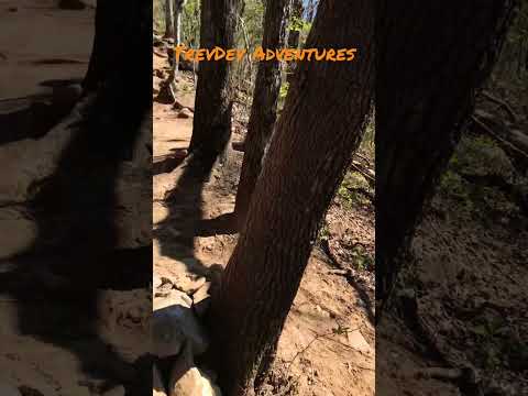 Appalachian Trail | Dahlonega Georgia | #appalachiantrail #dog #nature #hike #vanlife #georgia 🇺🇸