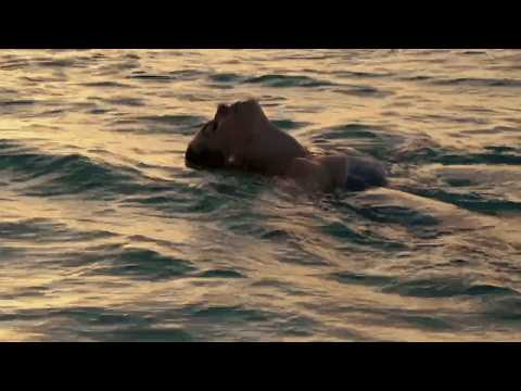 Valeriya Denga, Aleksandr Fill - Exotica (Official Music Video)