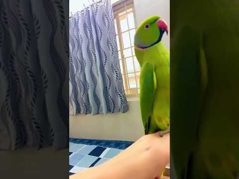 How to teach your parrot to talk