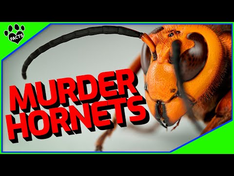 Top 10 Interesting Facts About Asian Giant Hornets (Murder Hornets)