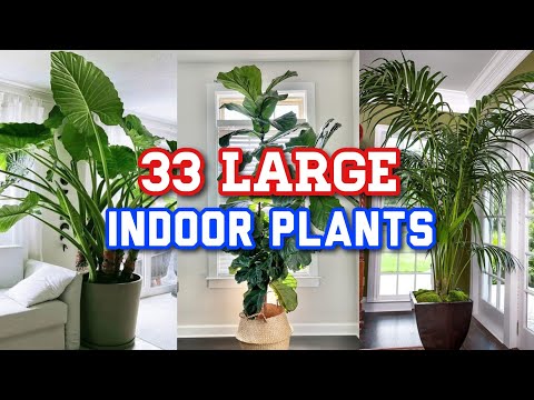 33 Large Indoor Plants for Home | Indoor Large & Tall Houseplants | Low Light Large Indoor Plants
