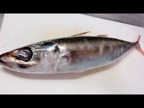 Japanese Street food-Cutting Red tail Horse Mackerel fish for make sashimi
