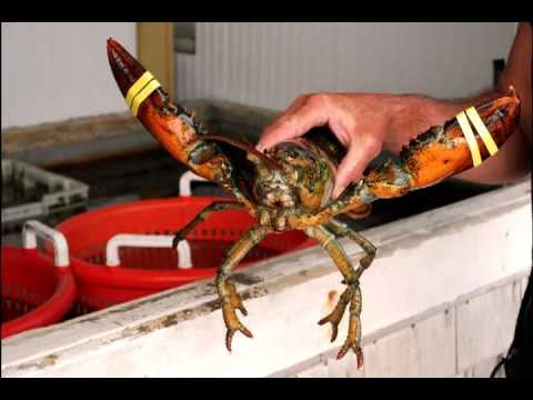 Lobstering in Maine- in conversation with Buddy Poland | Anne-Marie Boyer