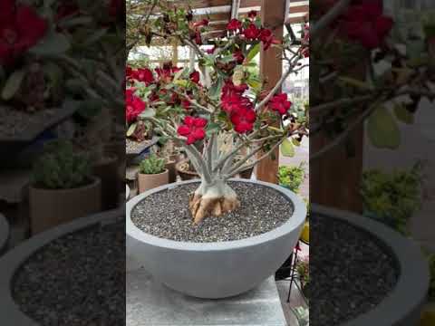 Adenium obesum "Desert Rose"