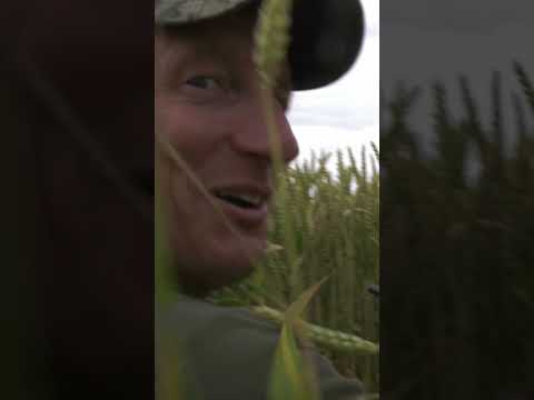 Can you shoot pigeons with a .410 shotgun? #pigeonshooting #shotgun