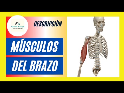 Músculos del brazo – La mochila de Héctor