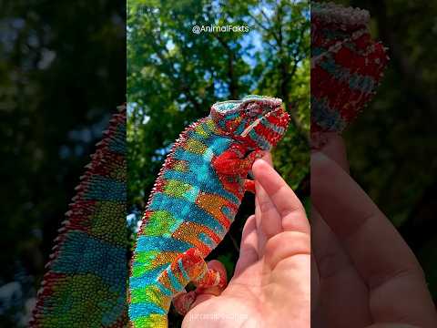How Chameleons Change Color and Catch Prey #shorts