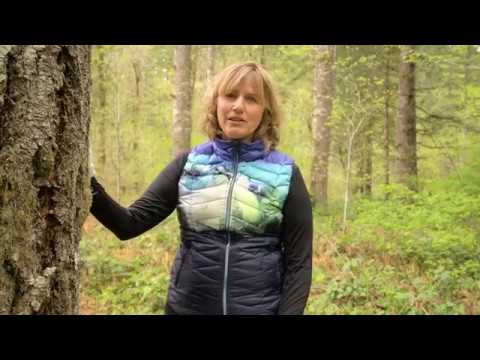 Wildlife biologist Fran Cafferata on forest management