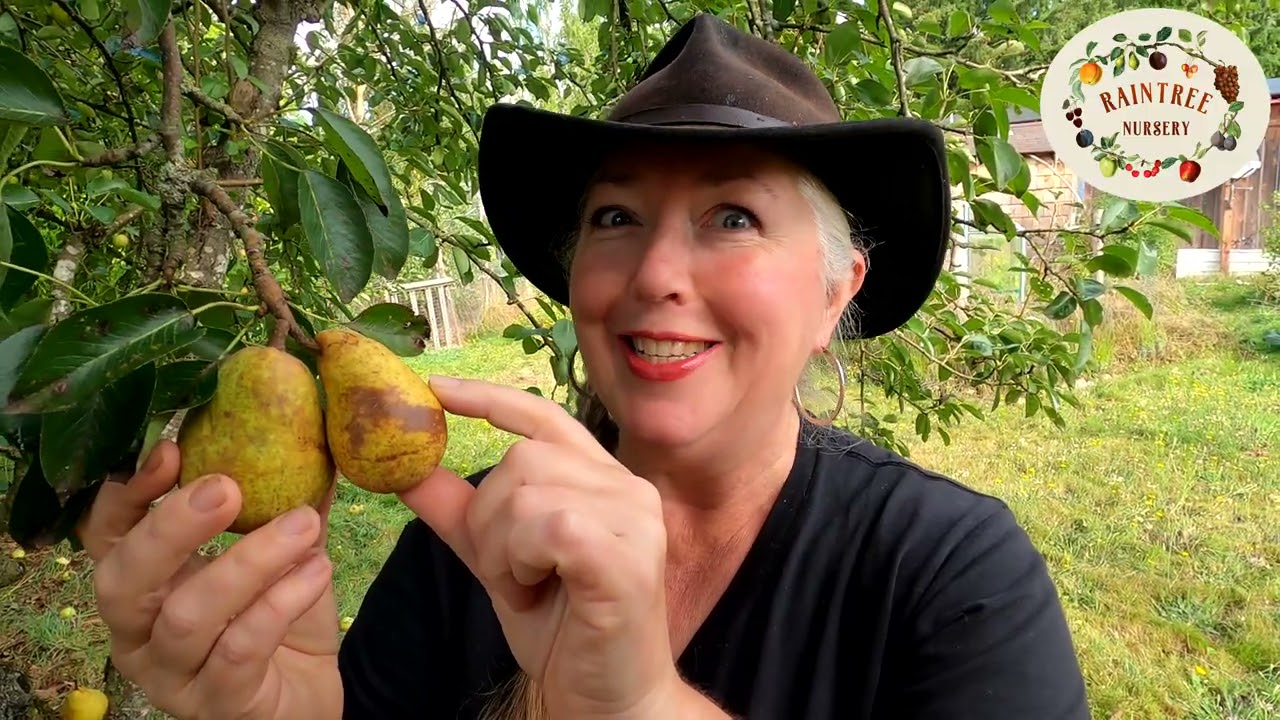 Raintree Nursery's Pear Growing Guide