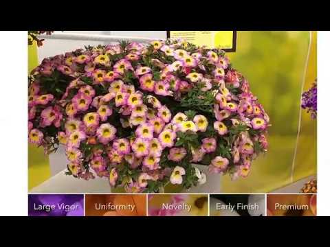 Cha-Cha Calibrachoa from Ball FloraPlant