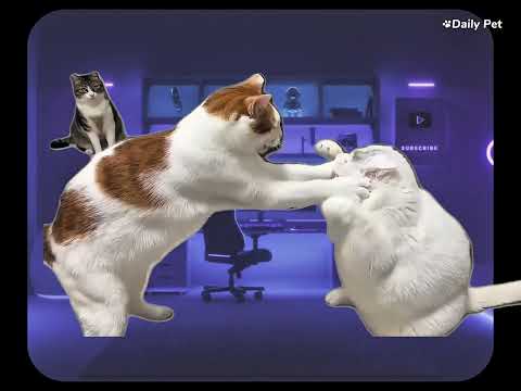Funny Cat Jokes