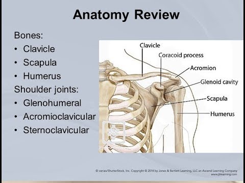 Scapula, Humerus, Clavicle Anatomy! Labeled and Explained