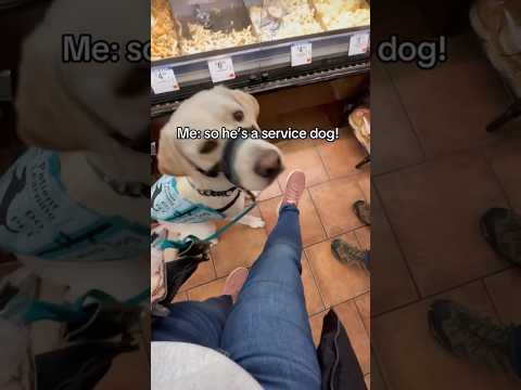 Man try’s to pick up my service dogs paw! #servicedog #dogtraining #sdit #dog #youtubeshorts #shorts