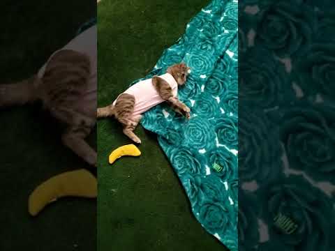 Meer Kitty Onesie