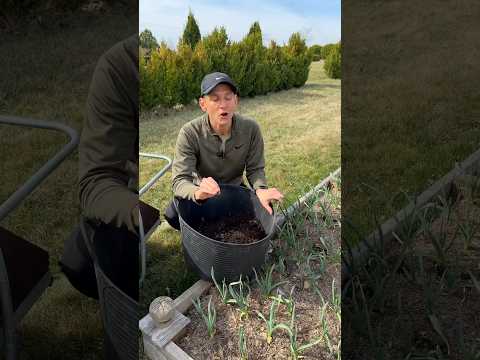 Mulch vs compost: which is better? #shorts
