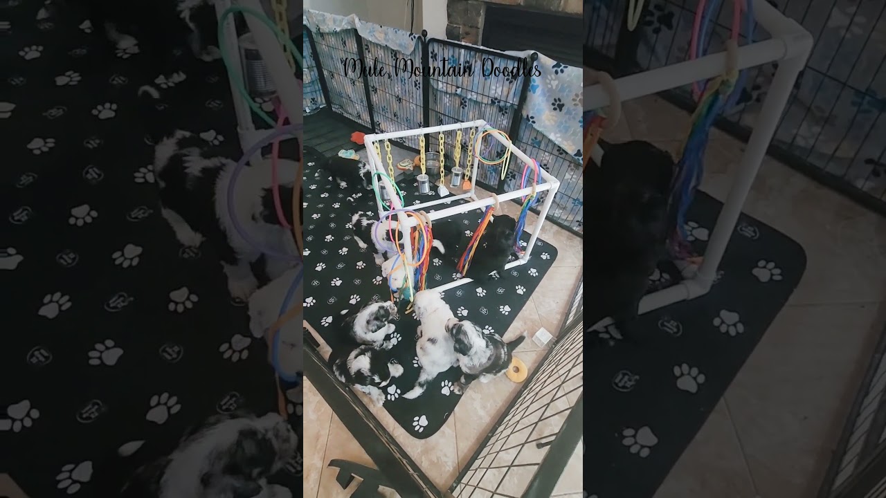 sheepadoodle puppies & the adventure box! #sheepadoodles