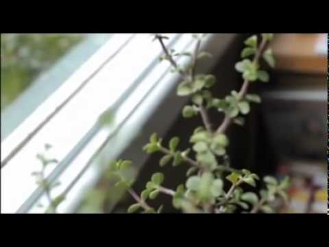 Youi Insurance 2010 Ad