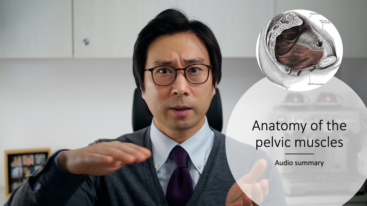 Anatomy of the Pelvic Muscles - Audio summary by Dr. Christopher See