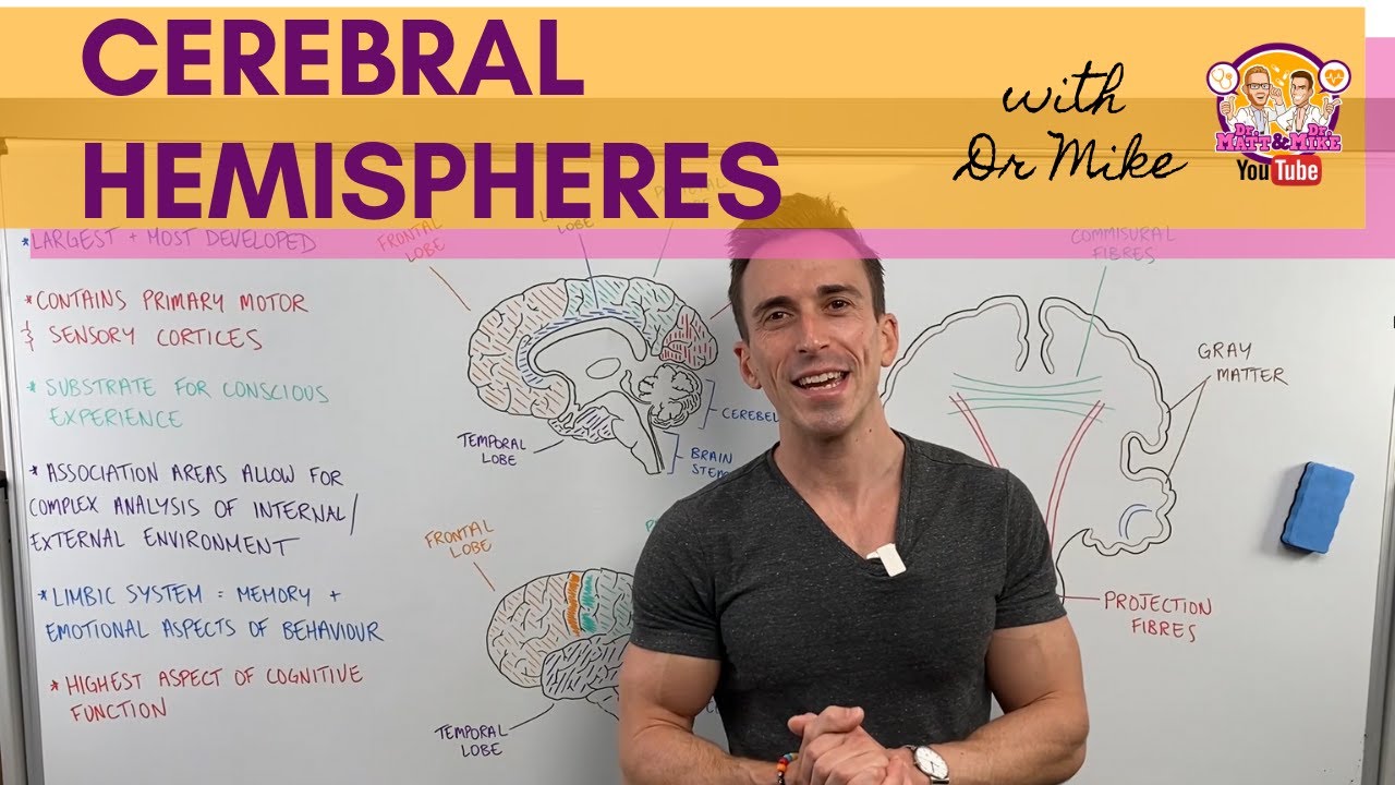 Cerebral Hemispheres