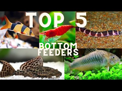 Top 5 - Bottom Feeders!!