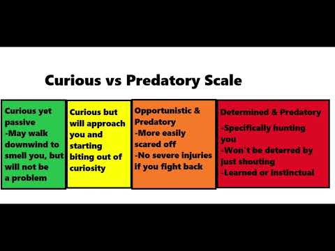 Bear Behavior Part Three: Is it a Bluff Charge?