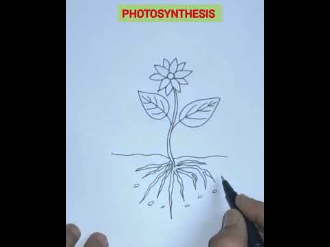 photosynthesis easy drawing