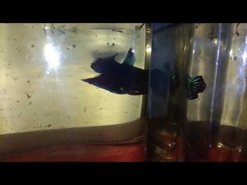 Bagan Aceh – Jatiluhur Betta Coepang Kebon