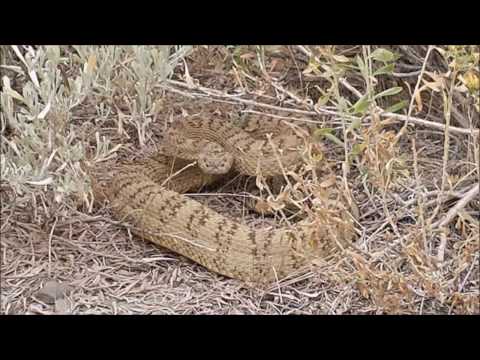 Arabia, Pershing County, Nevada