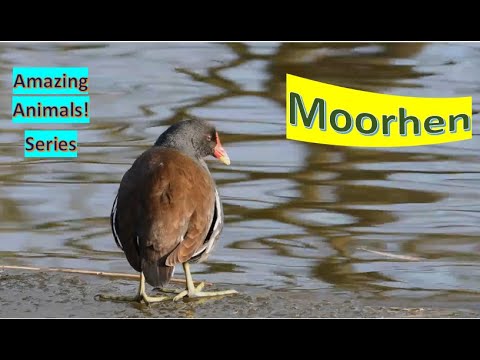 Moorhens facts π Marsh Hens π